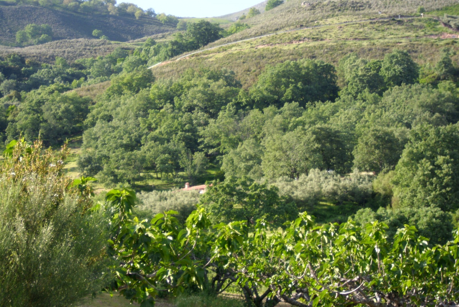 Cuello de Dama | El higueral de la sayuela | Casas rurales y ...