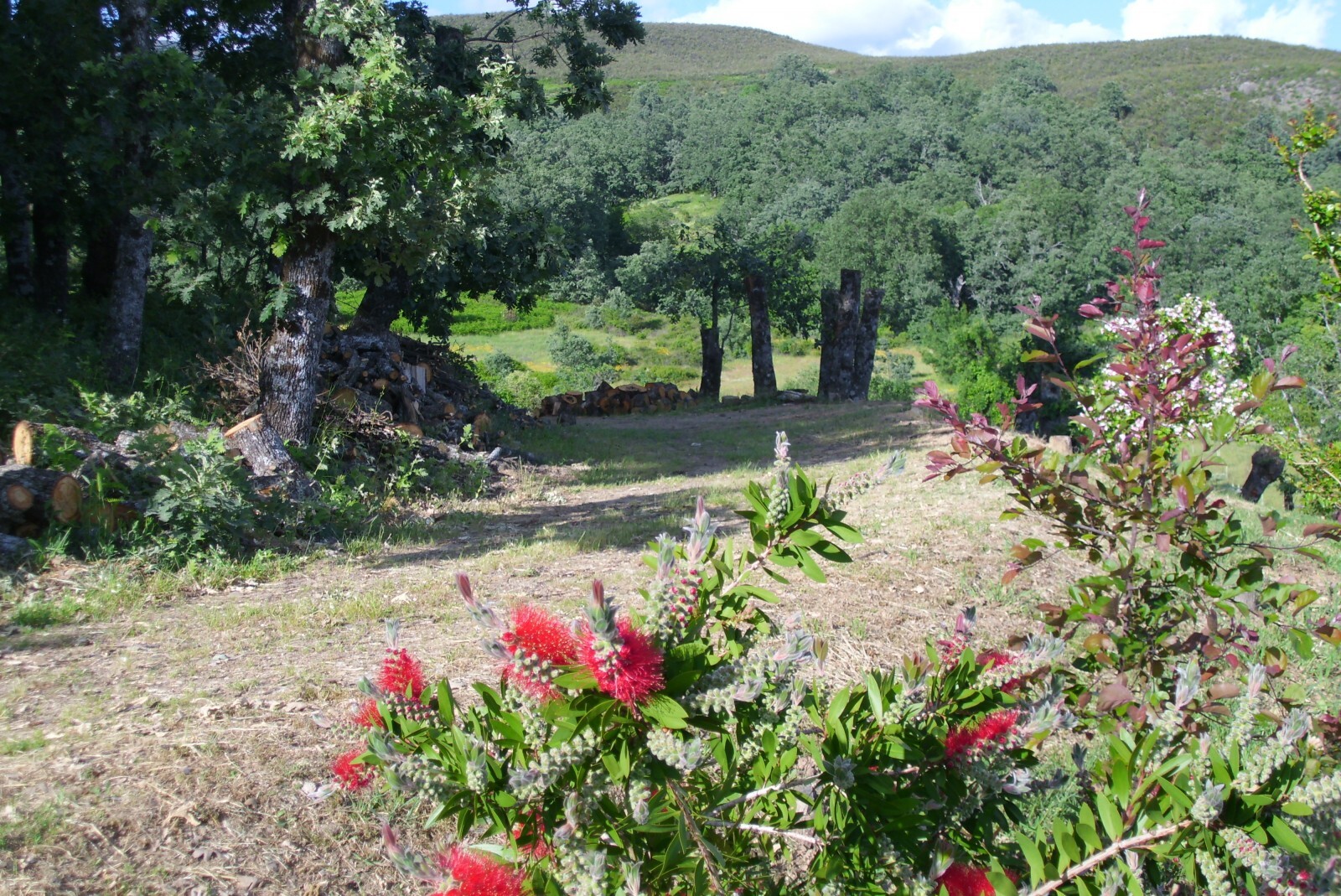 Rondero | El higueral de la sayuela | Casas rurales y apartamentos ...