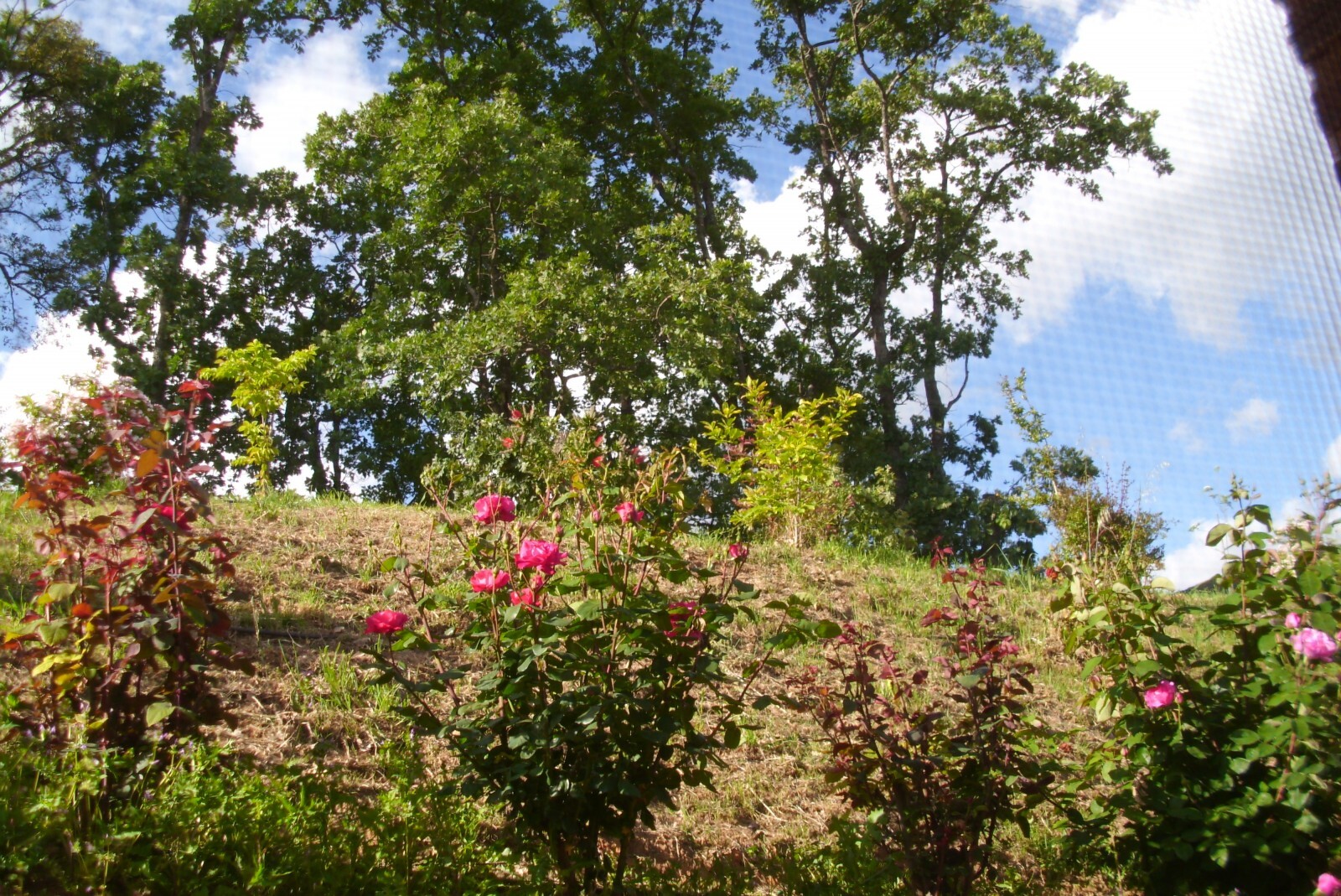 Rondero | El higueral de la sayuela | Casas rurales y apartamentos ...