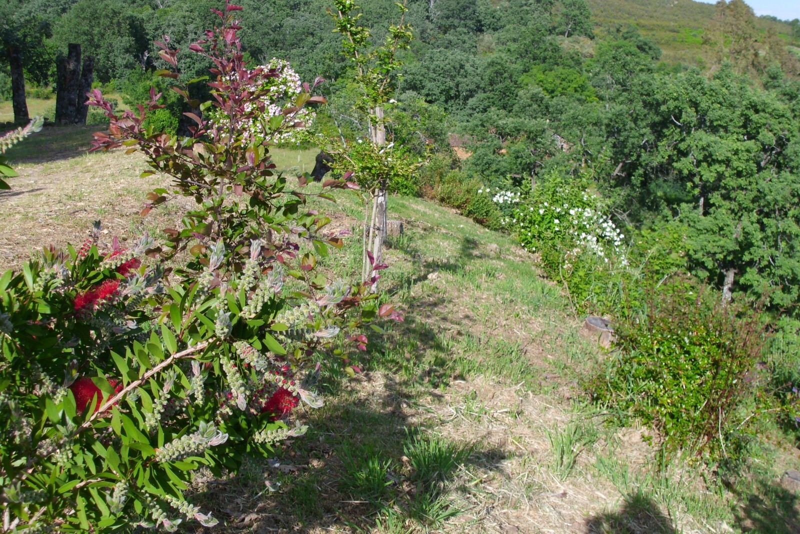 Rondero | El higueral de la sayuela | Casas rurales y apartamentos ...